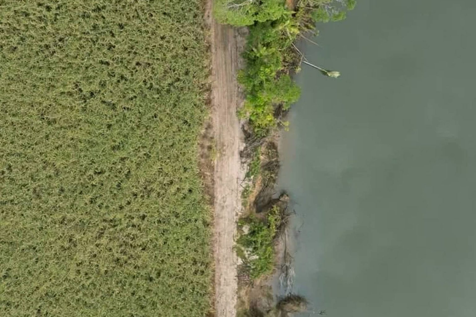 Beyond the Banks: A different view of the Daintree River - Rainforest ...