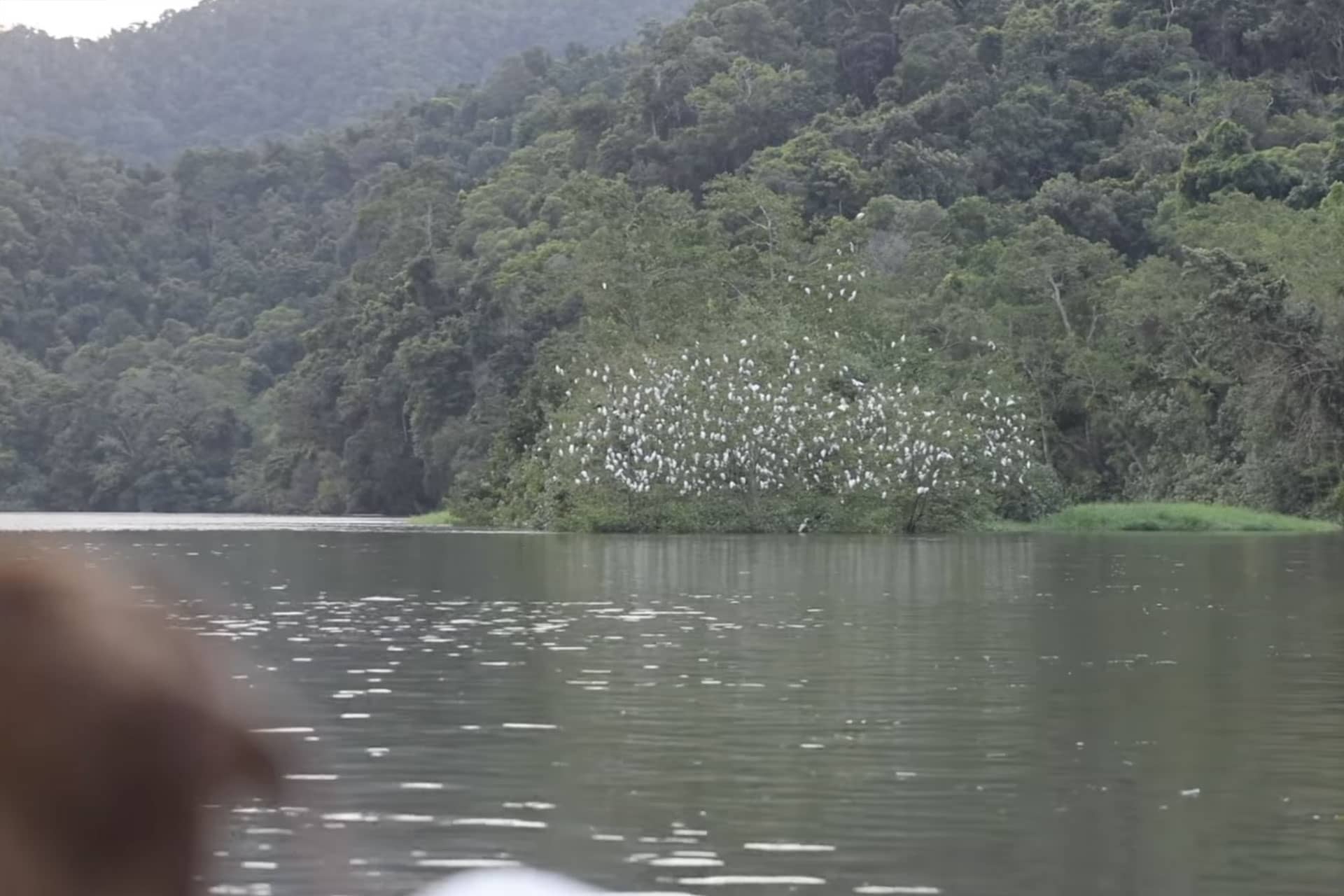 Beyond the Banks: A different view of the Daintree River - Rainforest ...