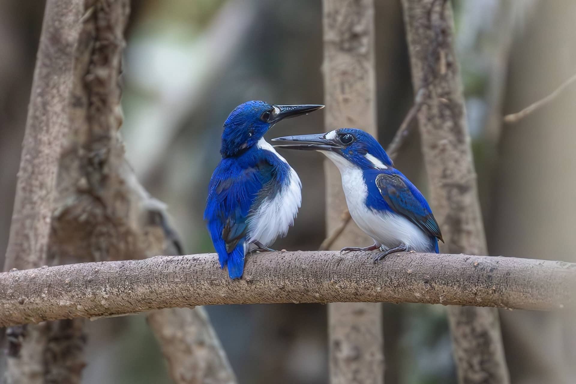Beyond the Banks: A different view of the Daintree River - Rainforest ...