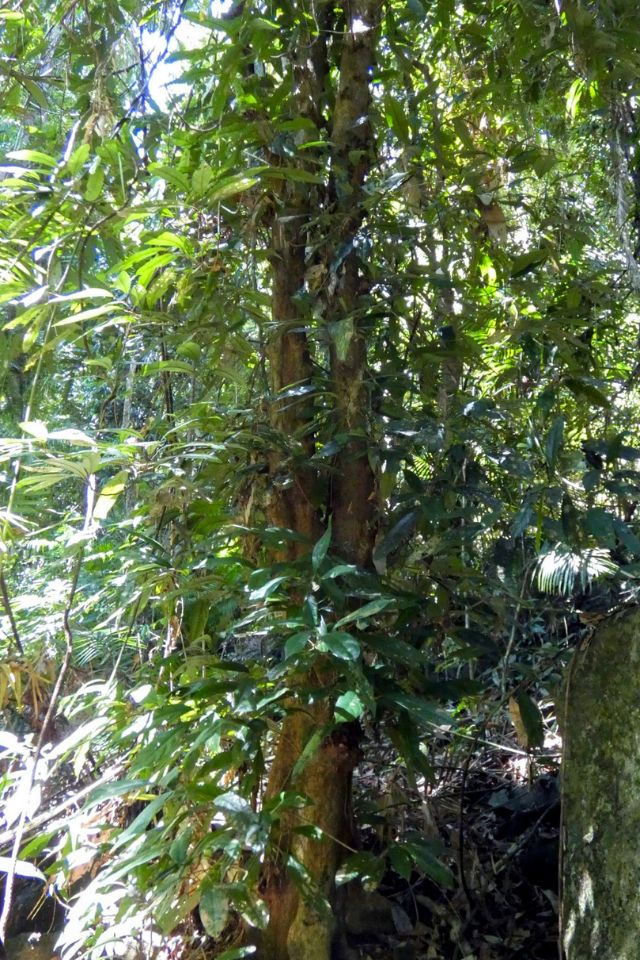 Forest Flora - Ryparosa kurrangii - Rainforest Rescue News