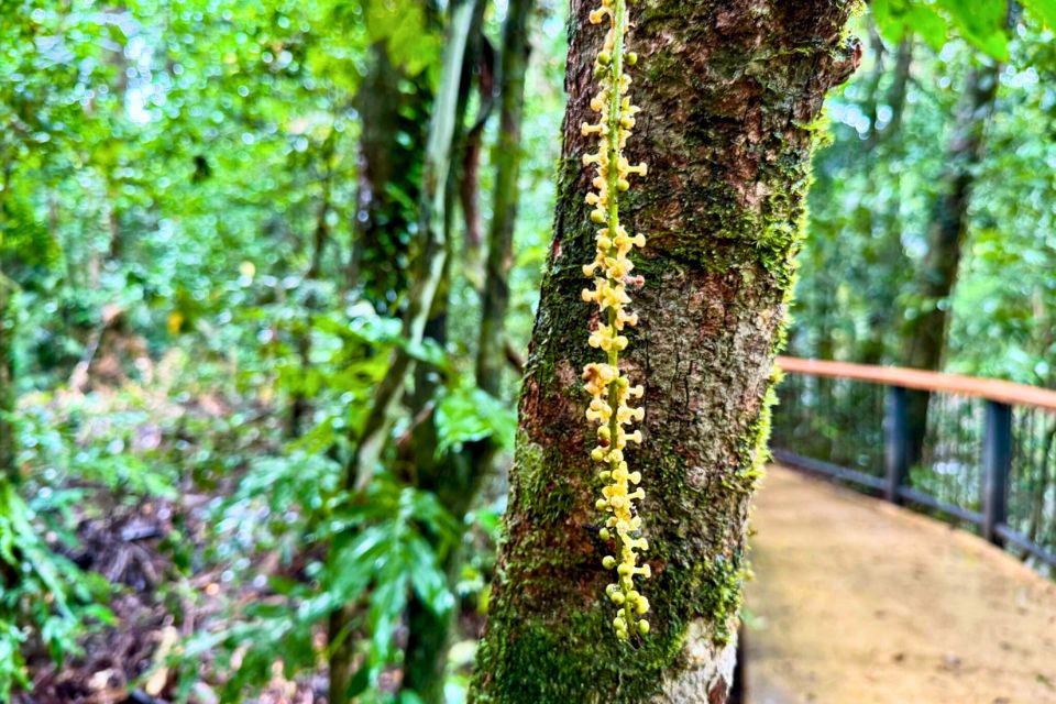 Forest Flora - Ryparosa kurrangii - Rainforest Rescue News