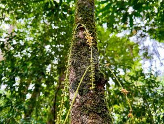 Forest Flora - Ryparosa kurrangii - Rainforest Rescue News