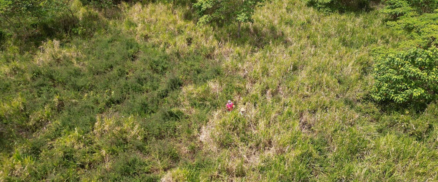 Pests in Paradise – tackling invasive species in the Daintree ...