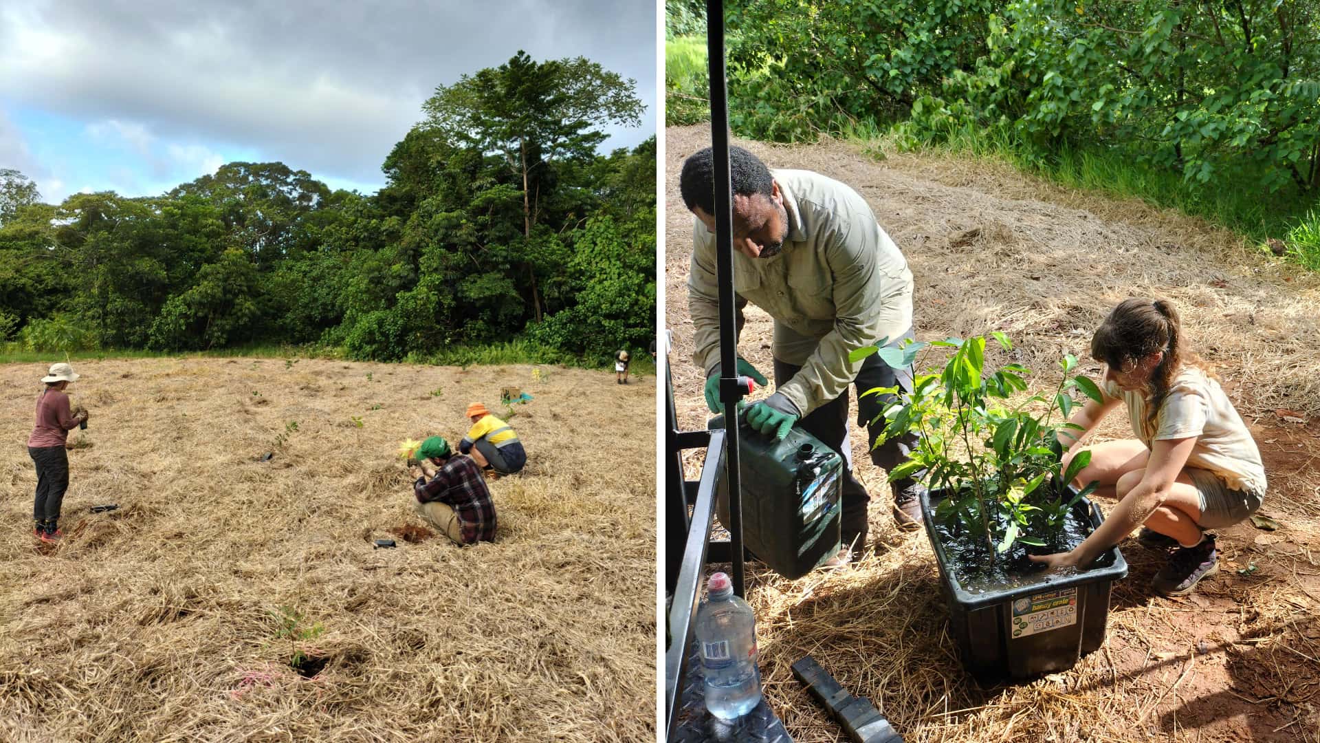 Choosing the right seeds for a changing world - Rainforest Rescue