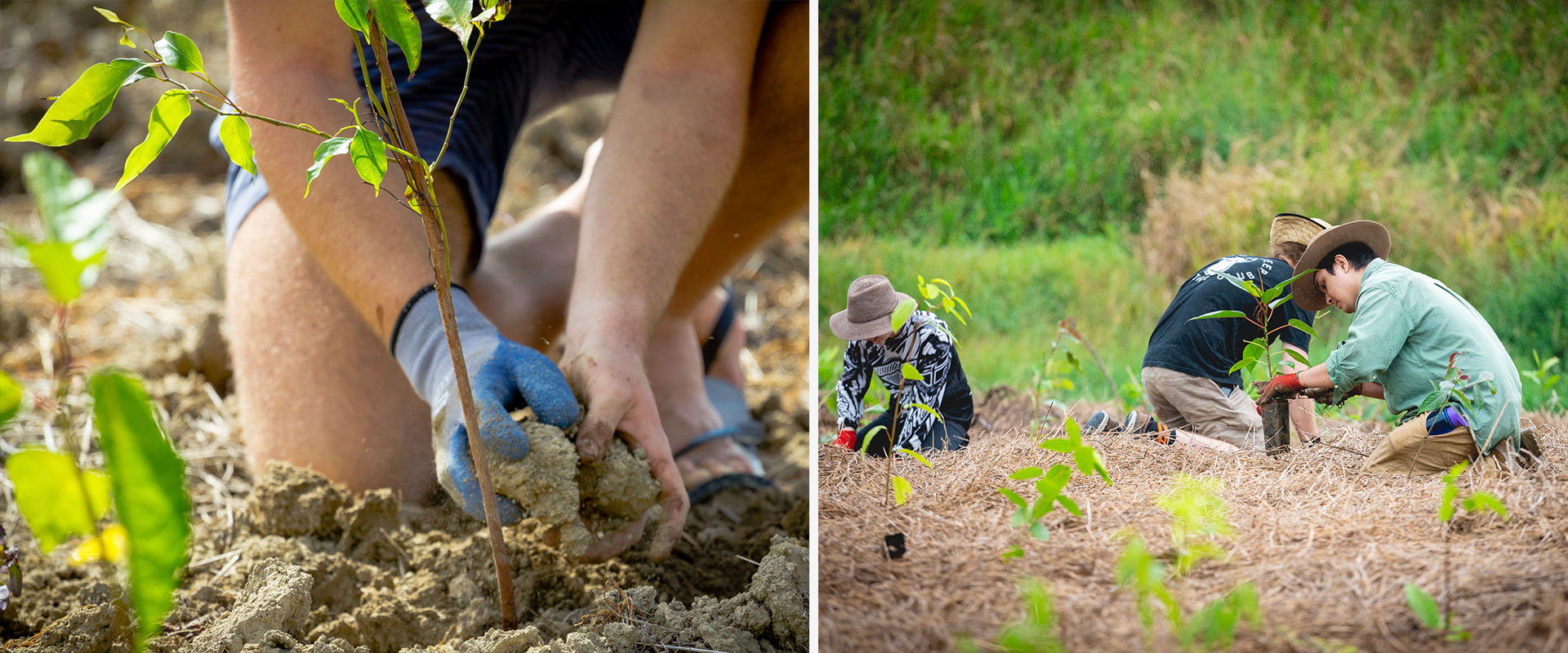 The 3Ps of Habitat Restoration success - Rainforest Rescue