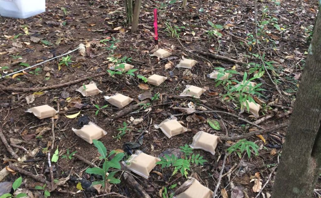 Highlighting the termite role in rainforest recovery - Rainforest ...