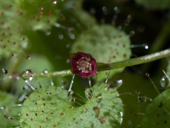 Forest Flora - Trailing Sundew (Drosera prolifera) - Rainforest Rescue News