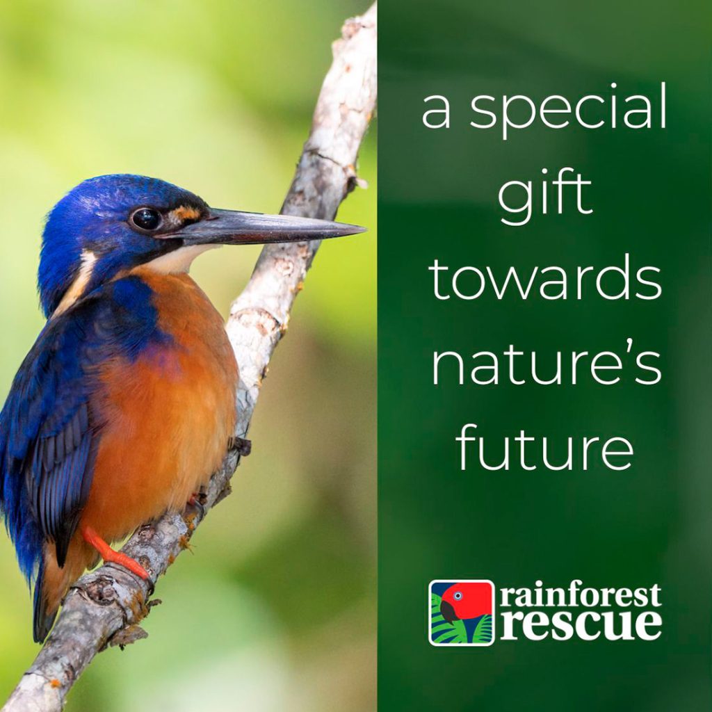 Oxbow eCard - LivingGifts - Rainforest Rescue