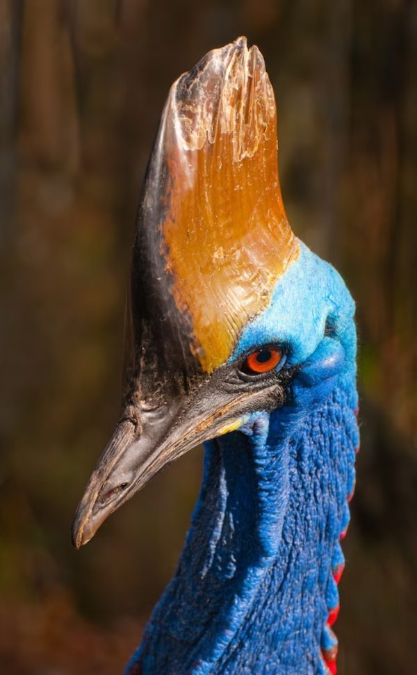 Rainforest Rescue News - Southern Cassowary Conservation
