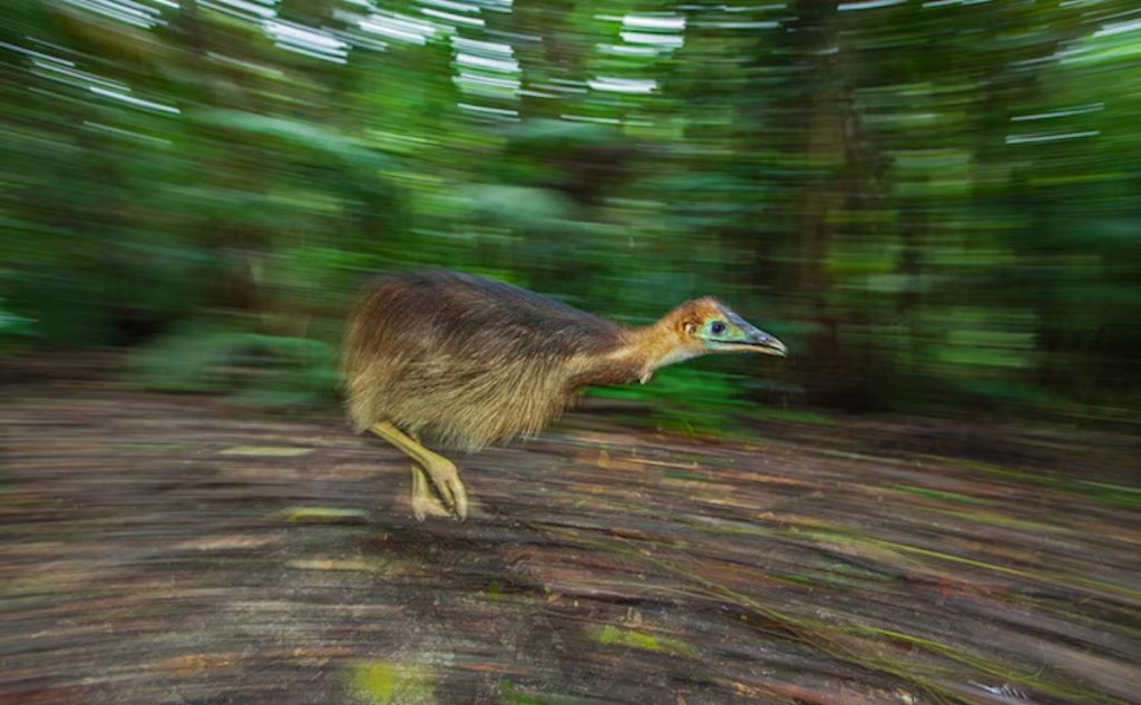 Rainforest Rescue News - Southern Cassowary Conservation