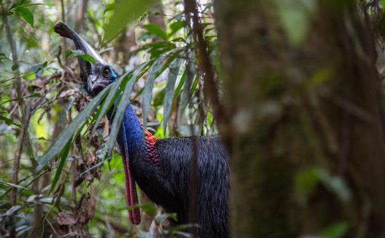 Rainforest Rescue News - Southern Cassowary Conservation