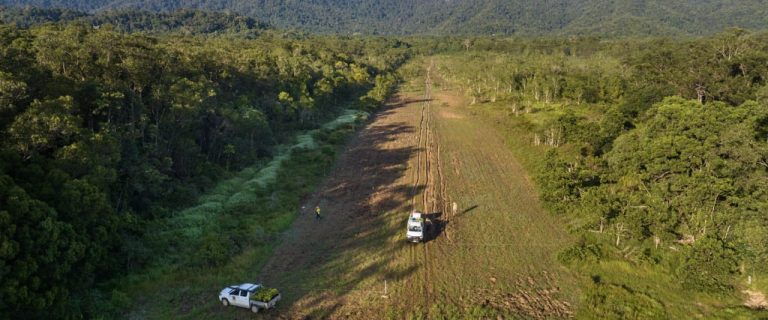 How lasers are transforming rainforest restoration - Rainforest Rescue ...