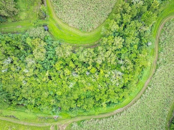 The mosaic of the Daintree Oxbow - Protect a Rainforest - Rainforest Rescue
