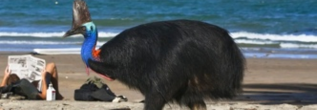 Fauna - Rainforest Rescue