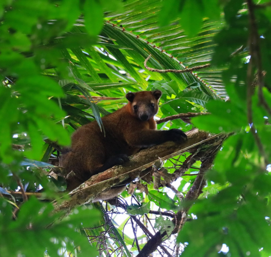 Preserve Wildlife Habitat & Food Sources - Rainforest Rescue