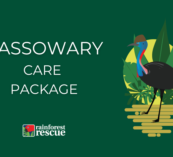 Save the Cassowary - Plant a Rainforest - Rainforest Rescue