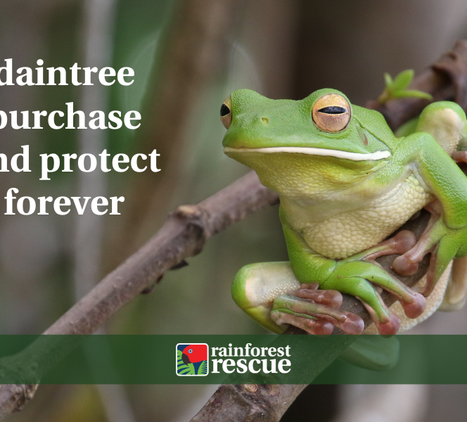 Daintree - Protect Rainforests Forever - Rainforest Rescue