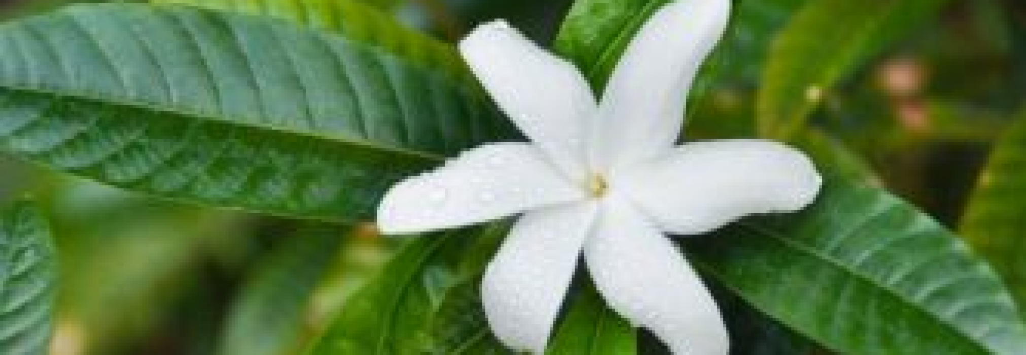 Forest Flora - Rainforest Rescue