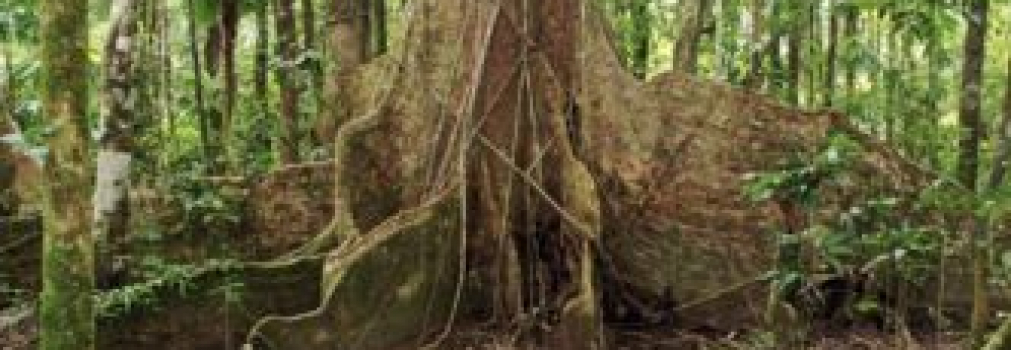 Fauna - Rainforest Rescue