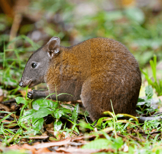 Preserve Wildlife Habitat & Food Sources - Rainforest Rescue