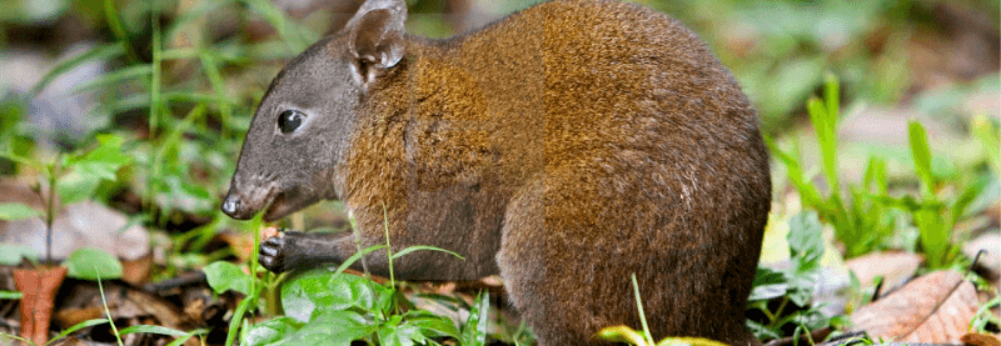 Musky Rat-Kangaroo - Rainforest Rescue