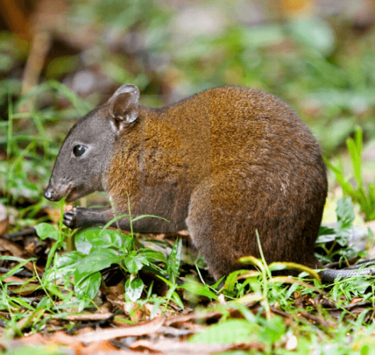 Preserve Wildlife Habitat & Food Sources - Rainforest Rescue