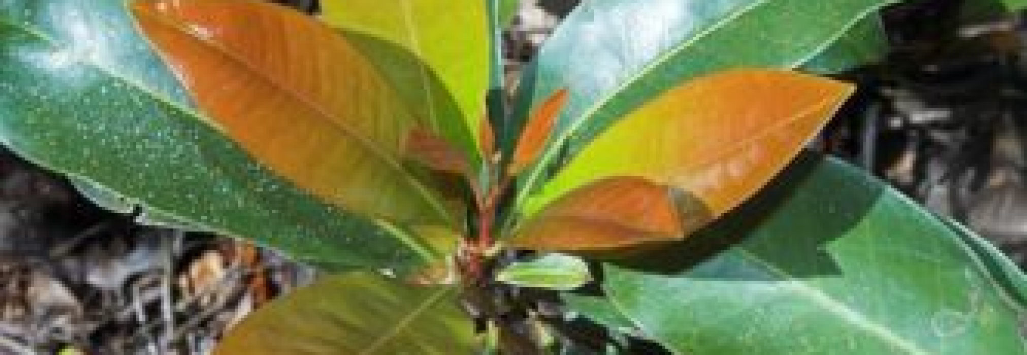 Forest Flora - Rainforest Rescue