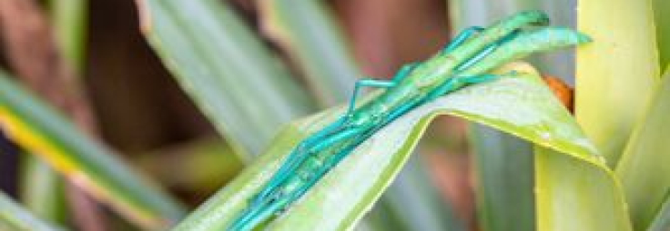 Daintree Rainforest Insects Peppermint Stick Insects – Jessica's