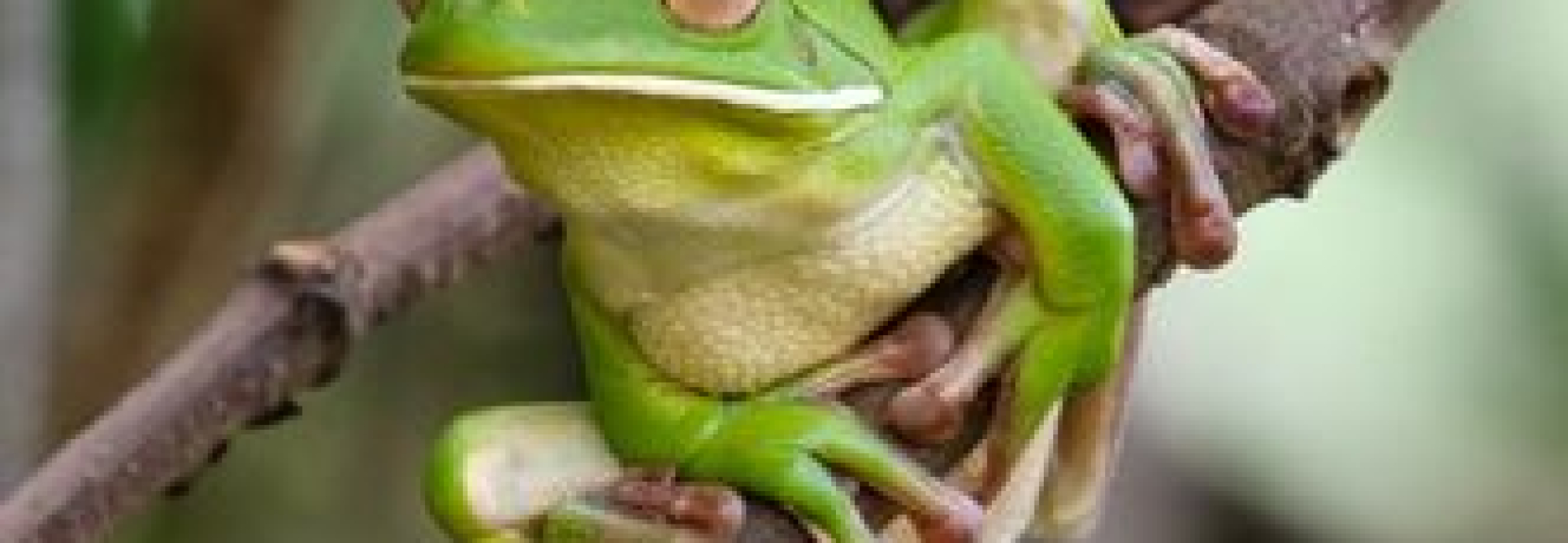 White-lipped tree frog - Rainforest Rescue